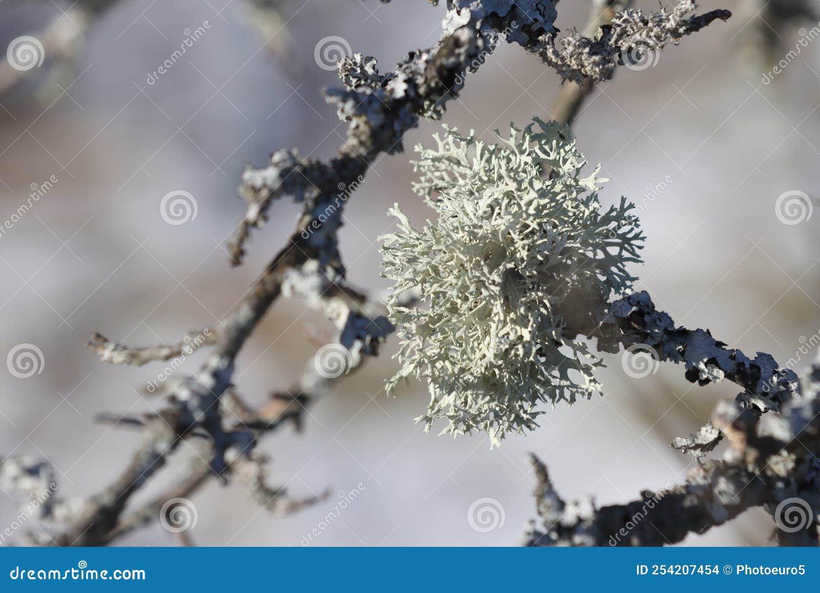 Lichen Mushroom Plant Growing on a Branch Stock Photo - Image of lichen ...