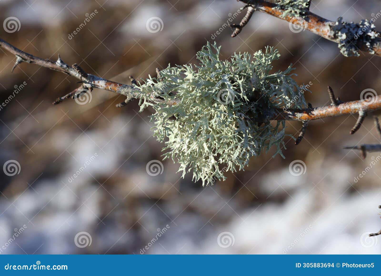 Lichen Mushroom Plant Growing on a Branch Stock Photo - Image of flora ...