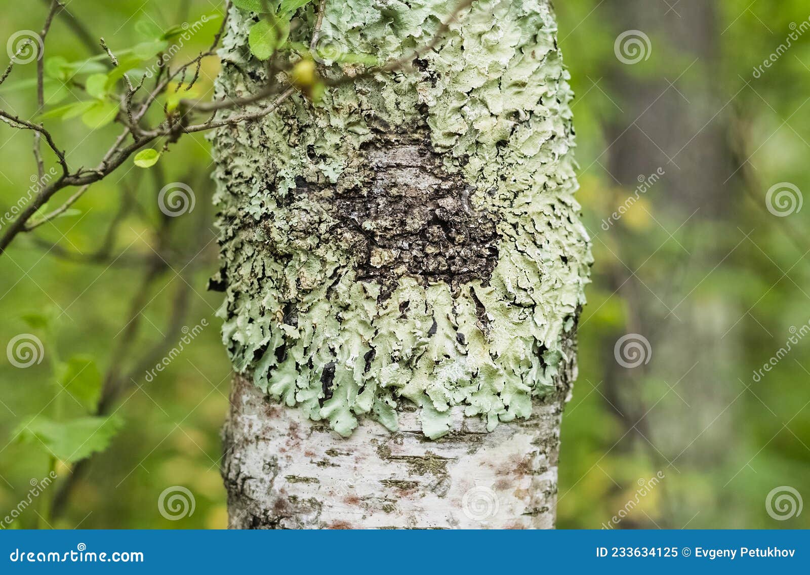 Lichen Parmelia on the Bark of a Tree. Grows on Birch. Stock Image ...