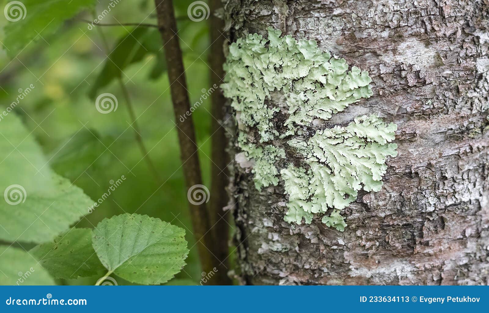 Lichen Parmelia on the Bark of a Tree. Grows on Birch Stock Image ...