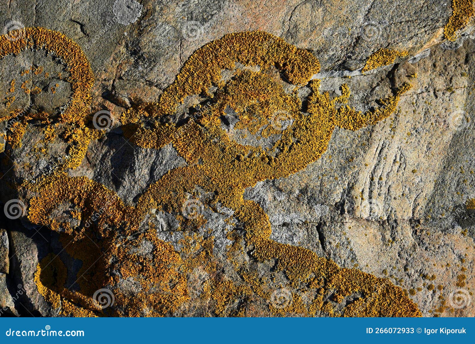 Lichen pattern on stones. stock image. Image of nature - 266072933