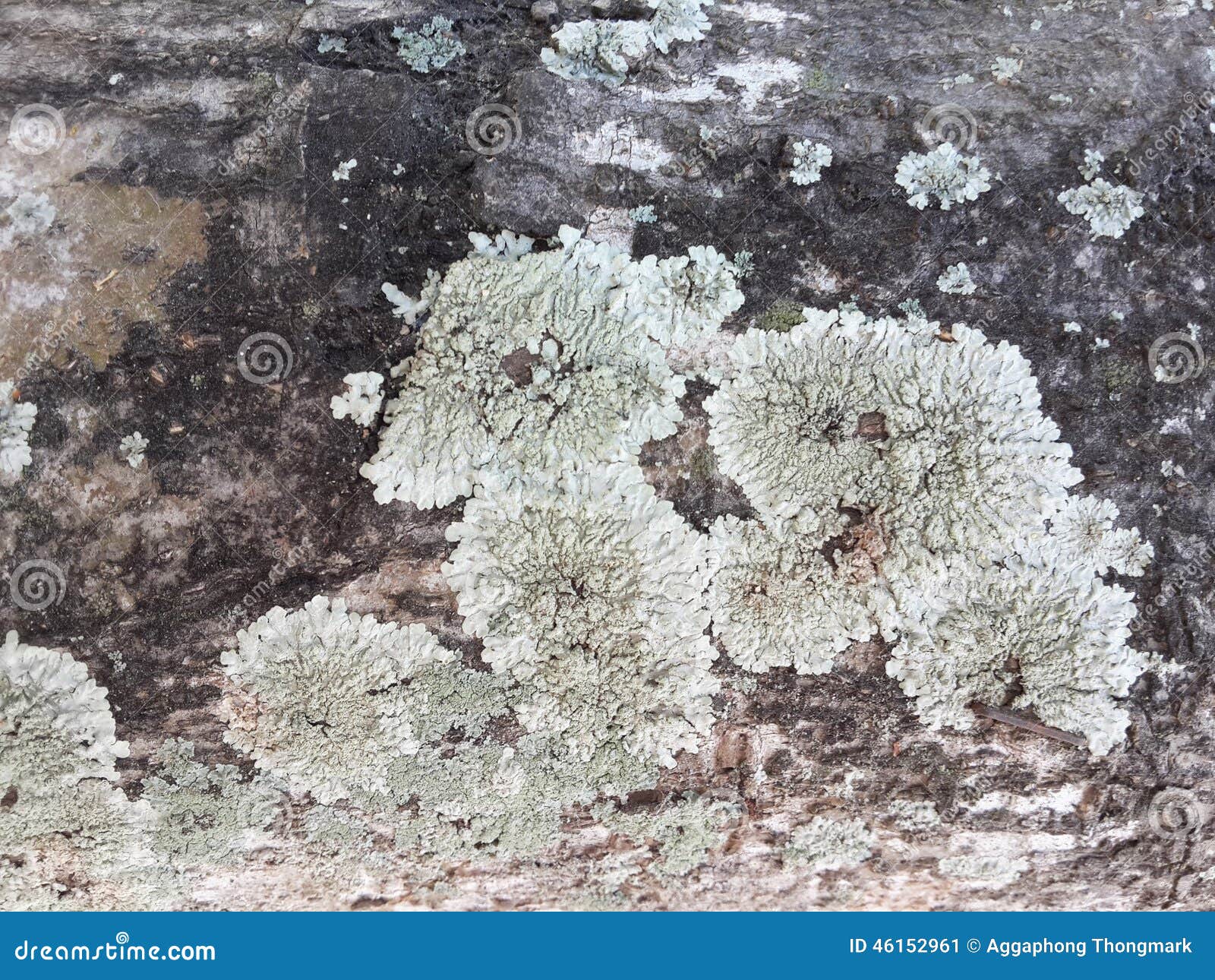 Lichen stock image. Image of mark, catch, lichen, plant - 46152961