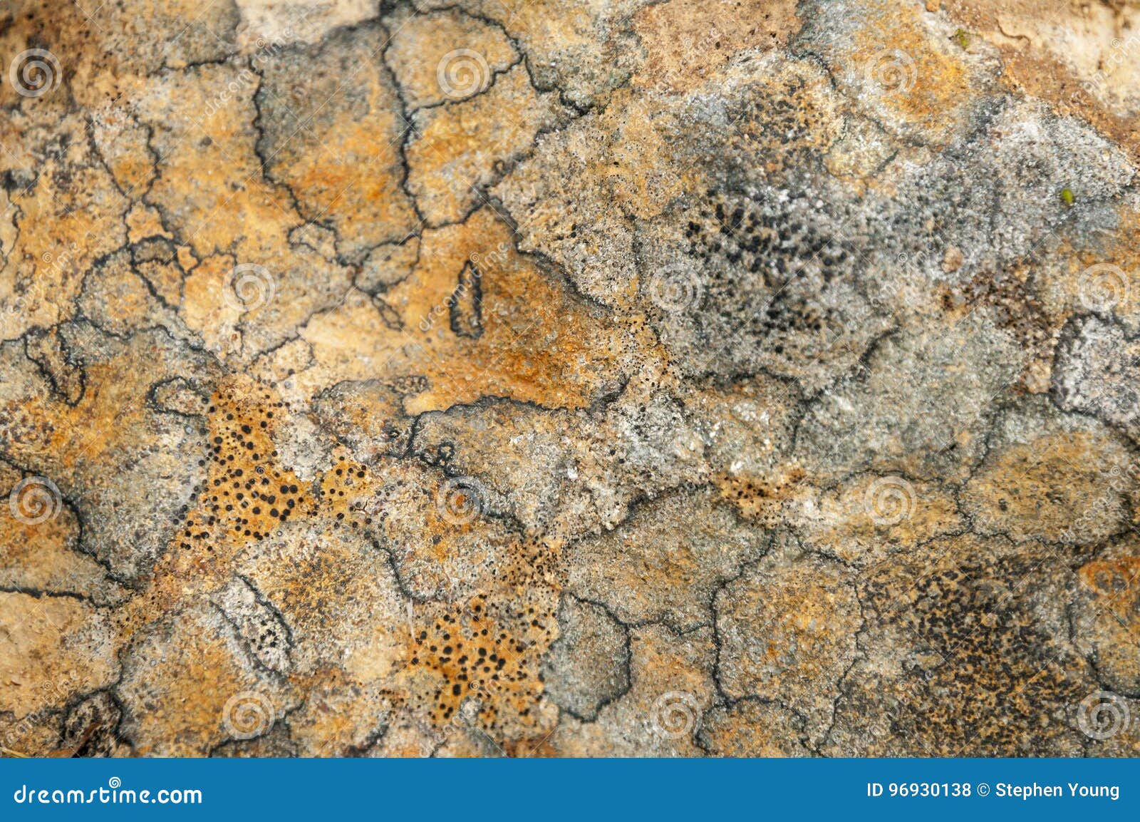 Lichen Patterns stock photo. Image of crowded, natural - 96930138