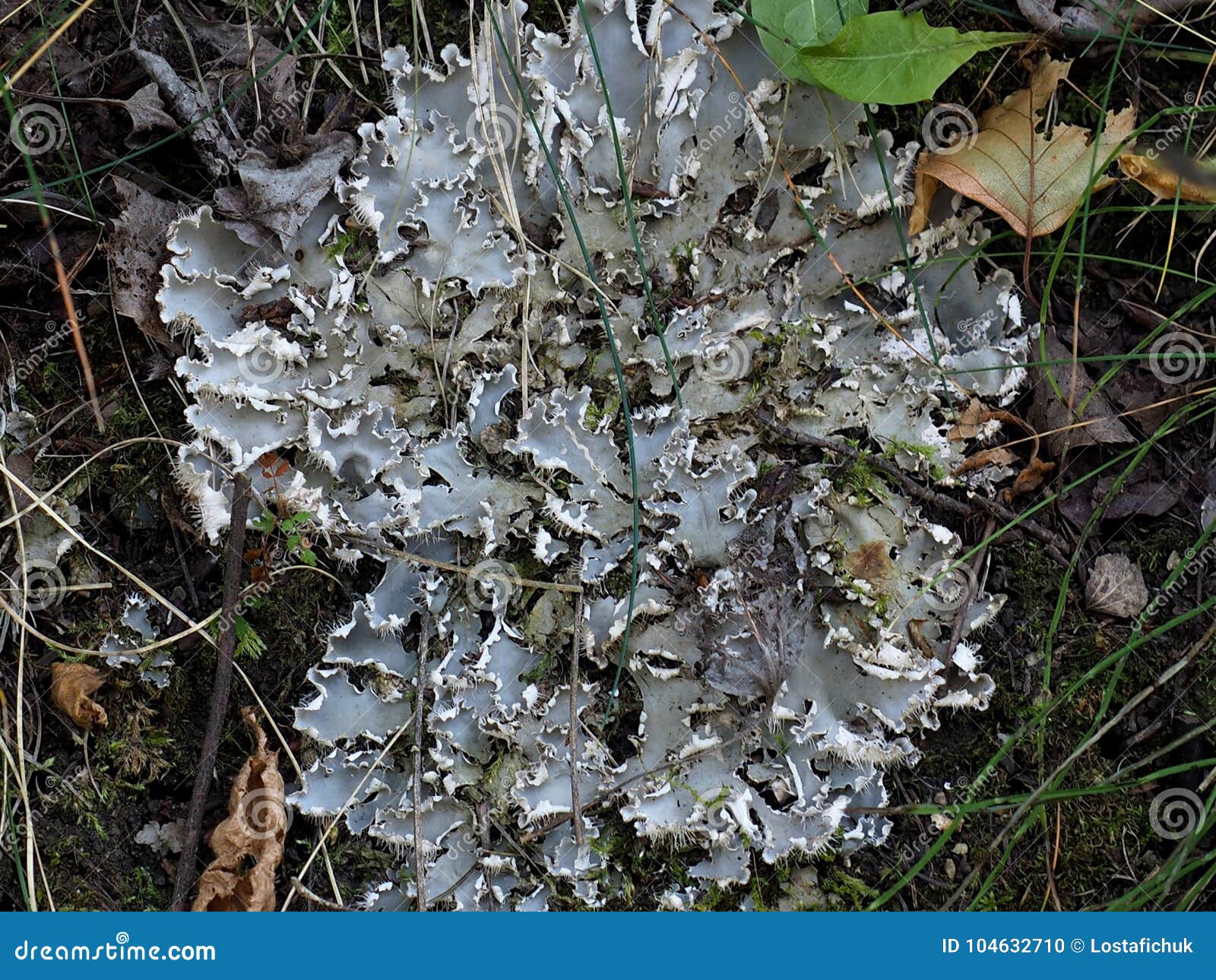 Lichen in the Peltigera Genus Stock Photo - Image of food, foliose ...