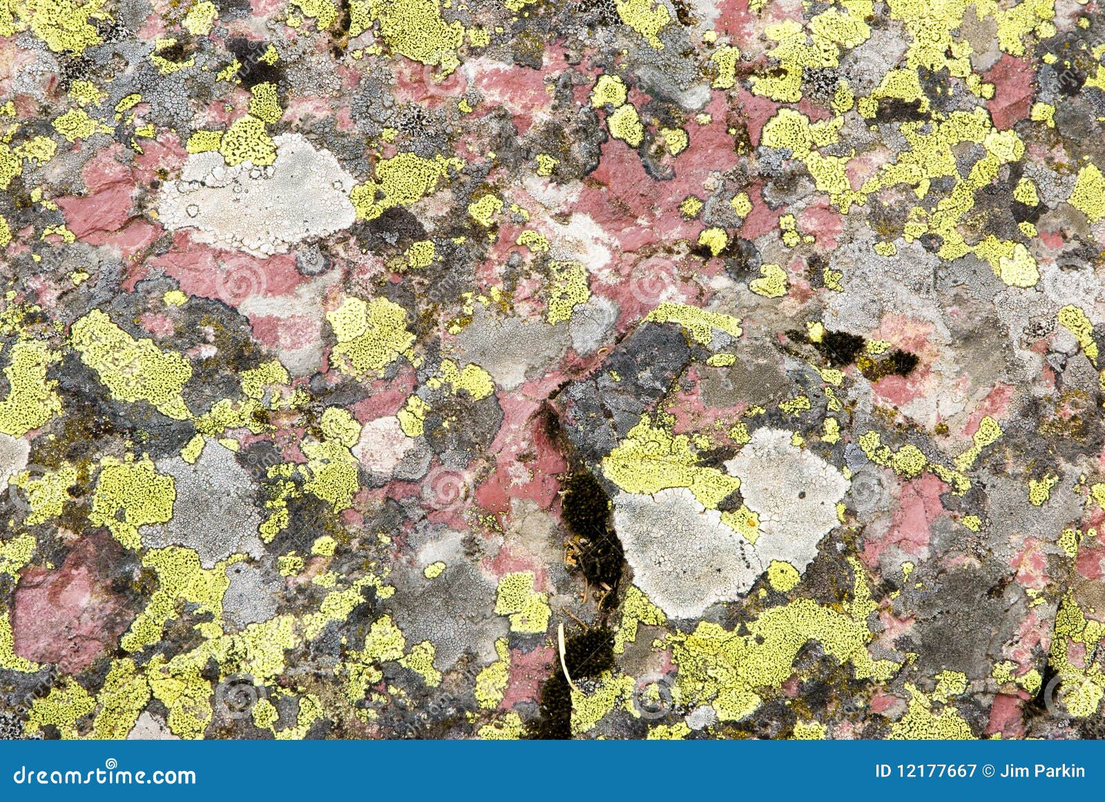 Lichen on pink rock stock image. Image of wallpaper, rock - 12177667