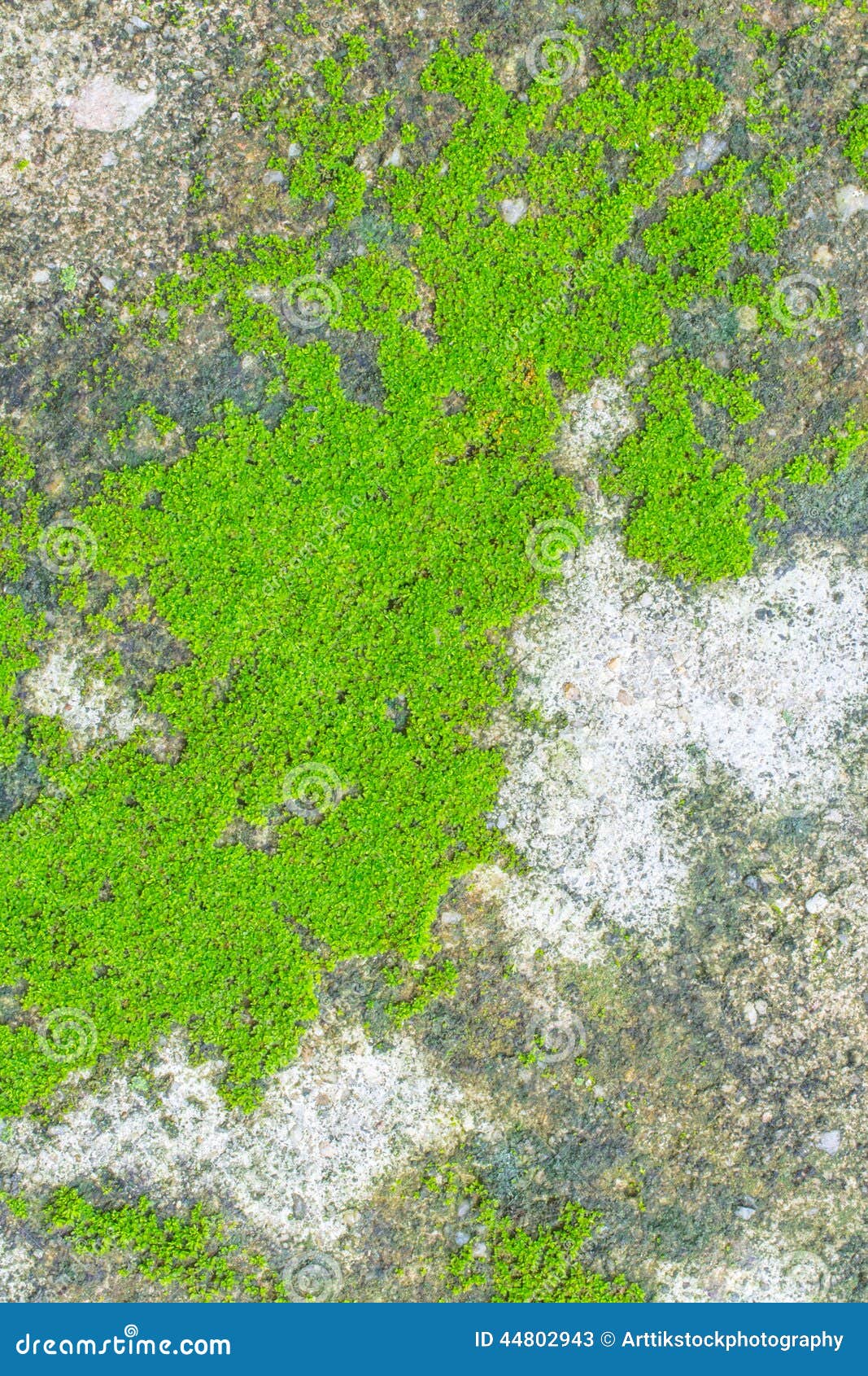 Lichen stock image. Image of texture, abstract, wall - 44802943