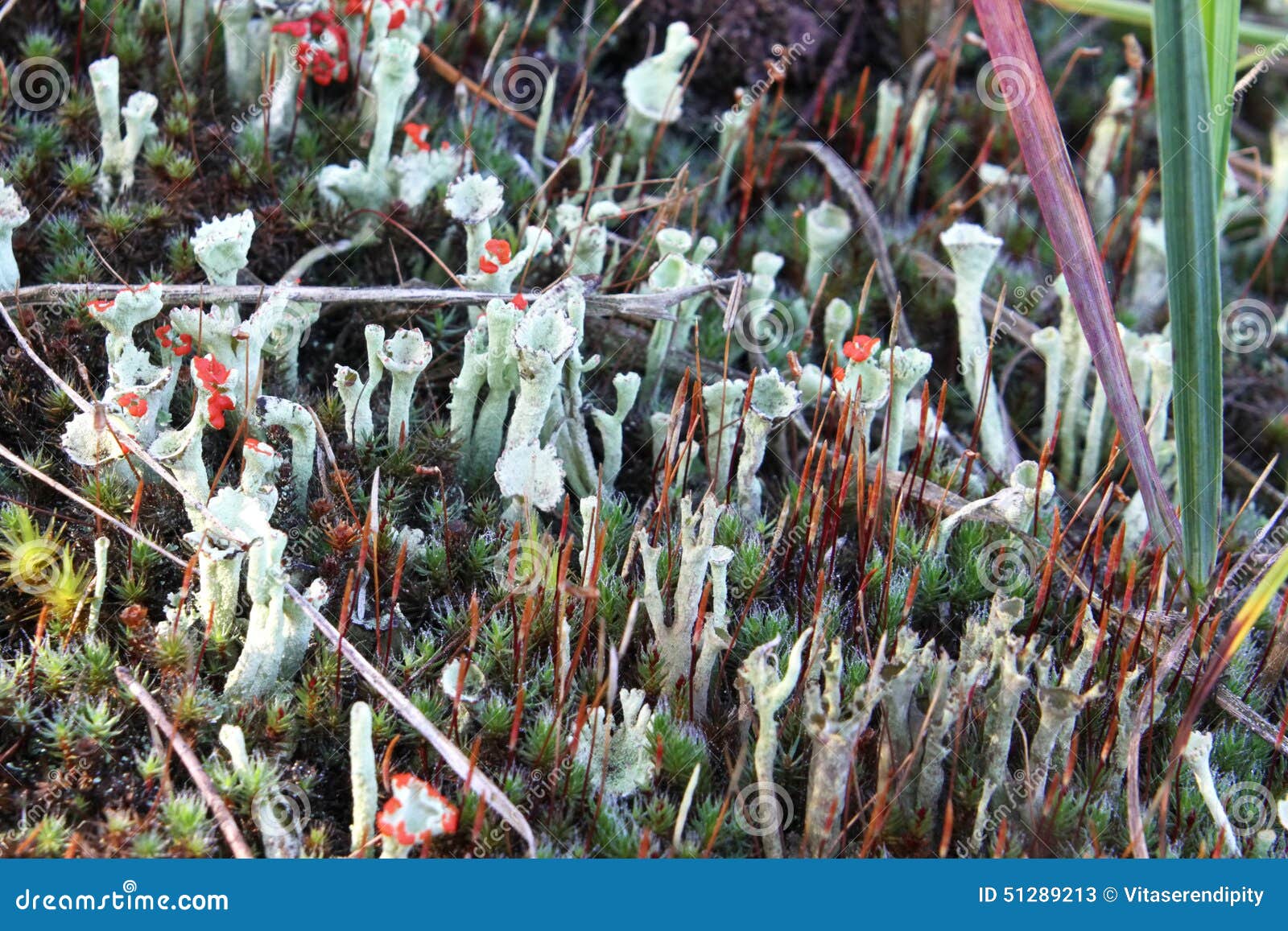Lichen stock image. Image of cladonia, natural, stellaris - 51289213