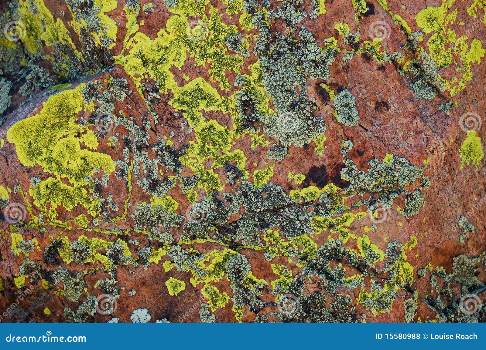 Lichen on Rock stock photo. Image of background, stone - 15580988