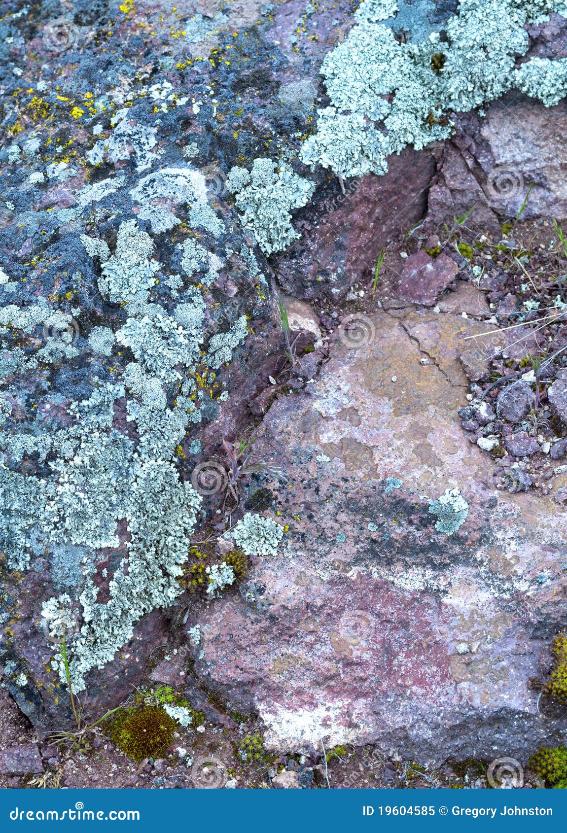 Lichen on rock. stock image. Image of nature, weathered - 19604585