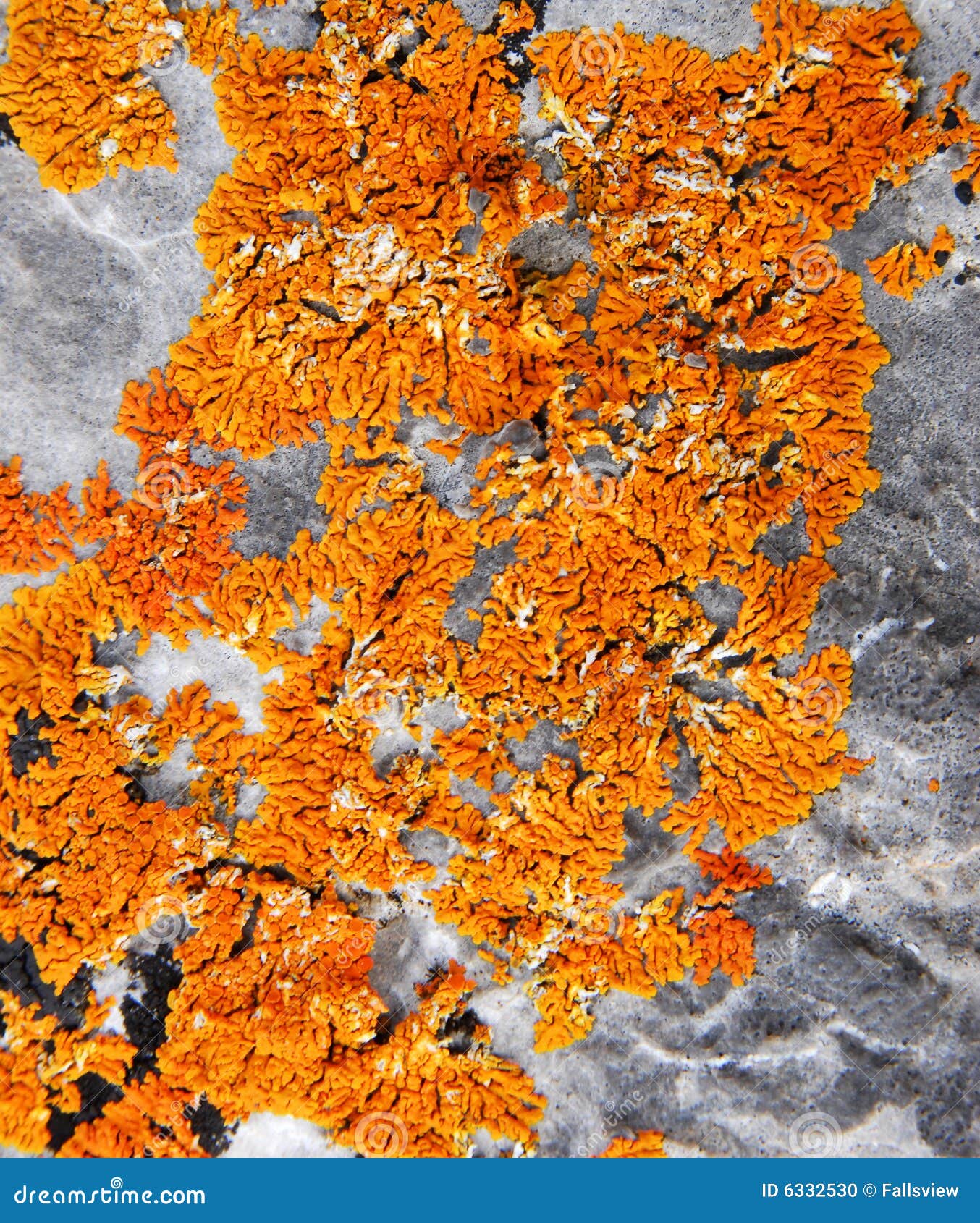 Lichen on rock stock photo. Image of rocks, mosses, plants - 6332530