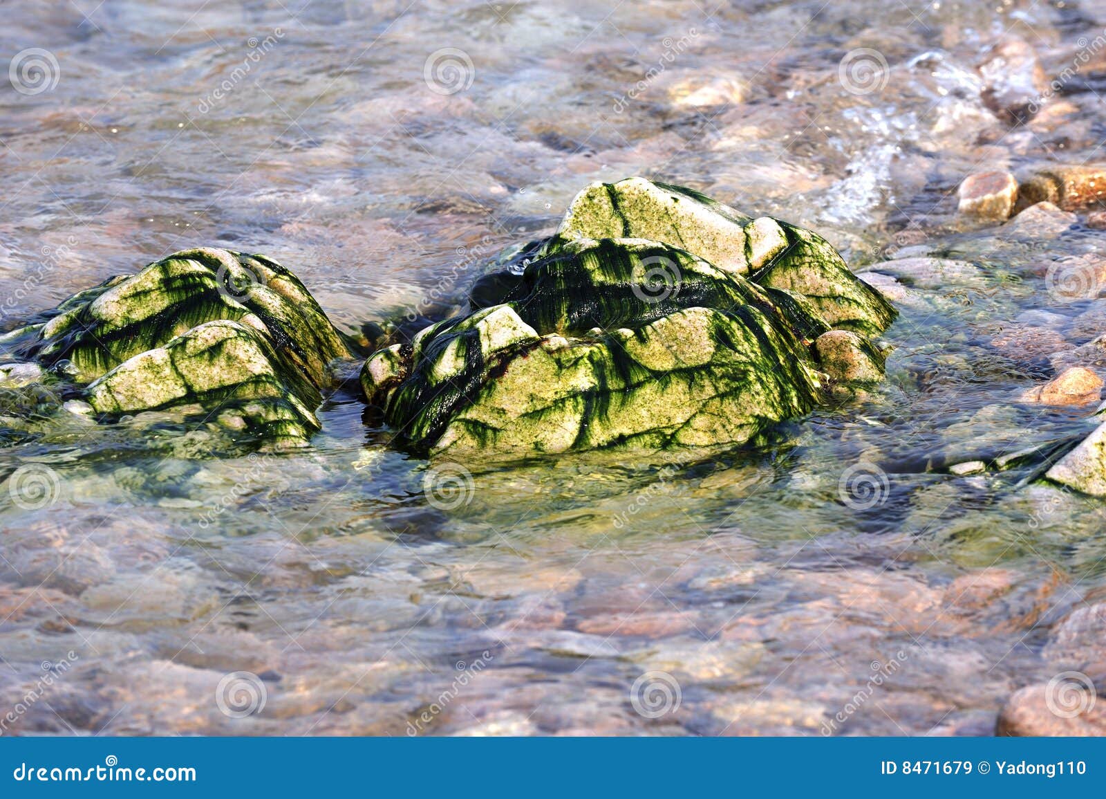 LICHEN on a ROCK stock image. Image of mottled, geological - 8471679