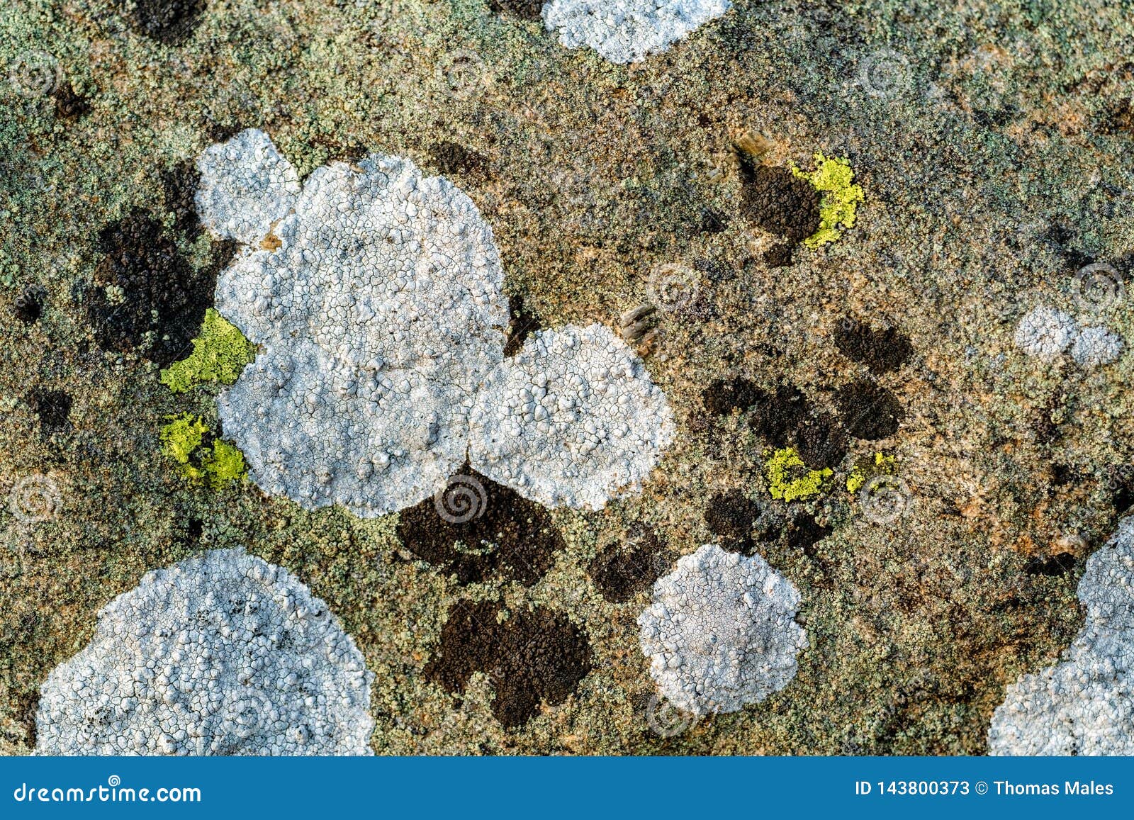 Many Lichen on a rock stock image. Image of gray, bright - 143800373
