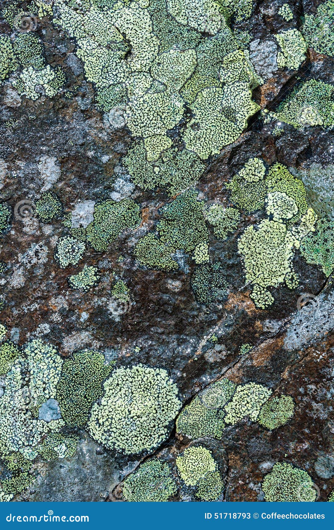 Lichen on a rock stock image. Image of grunge, nature - 51718793