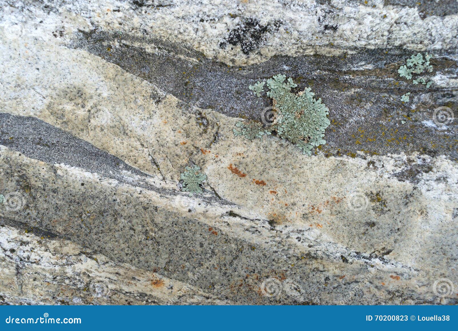 Lichen on rock stock image. Image of plant, grey, stone - 70200823