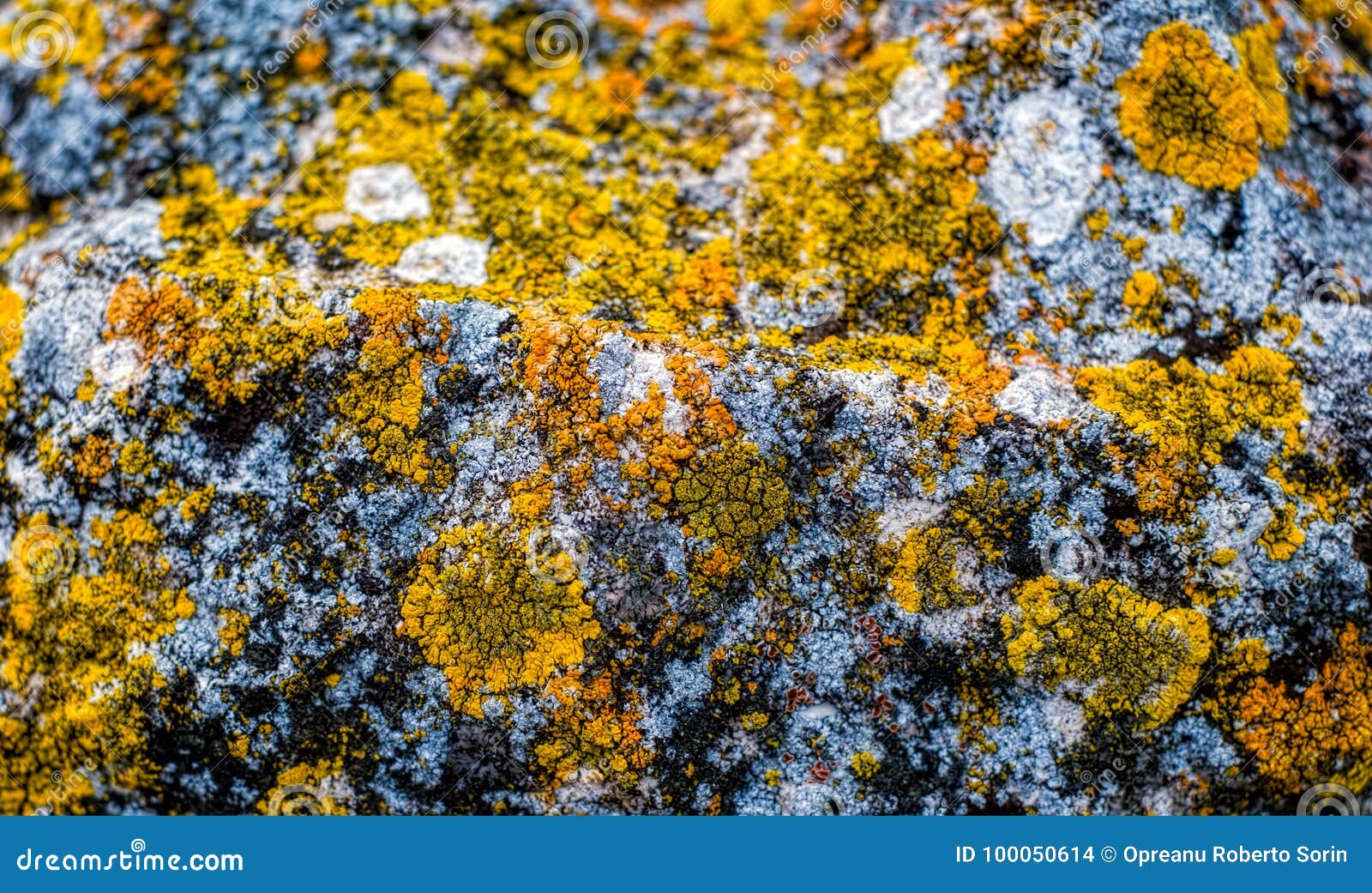 Lichen on rock stock photo. Image of ecology, backdrop - 100050614