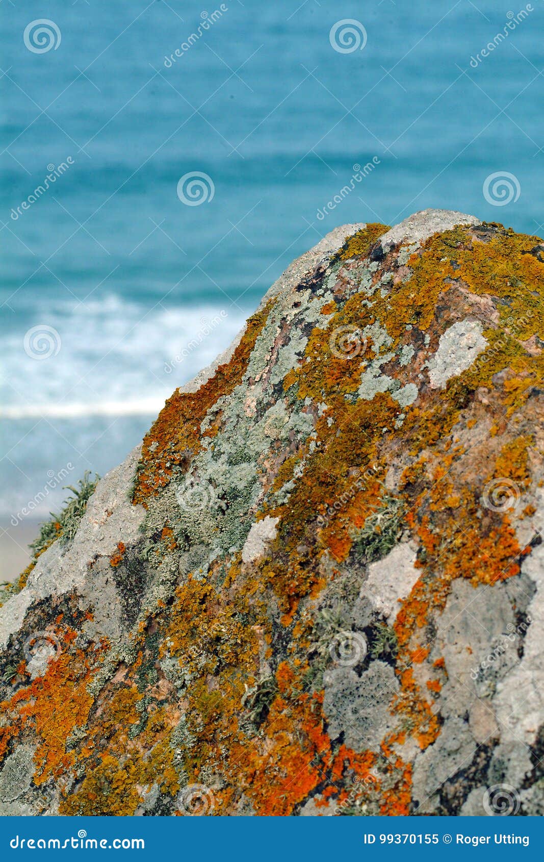 Lichen stock image. Image of vegetable, lichen, wildlife - 99370155