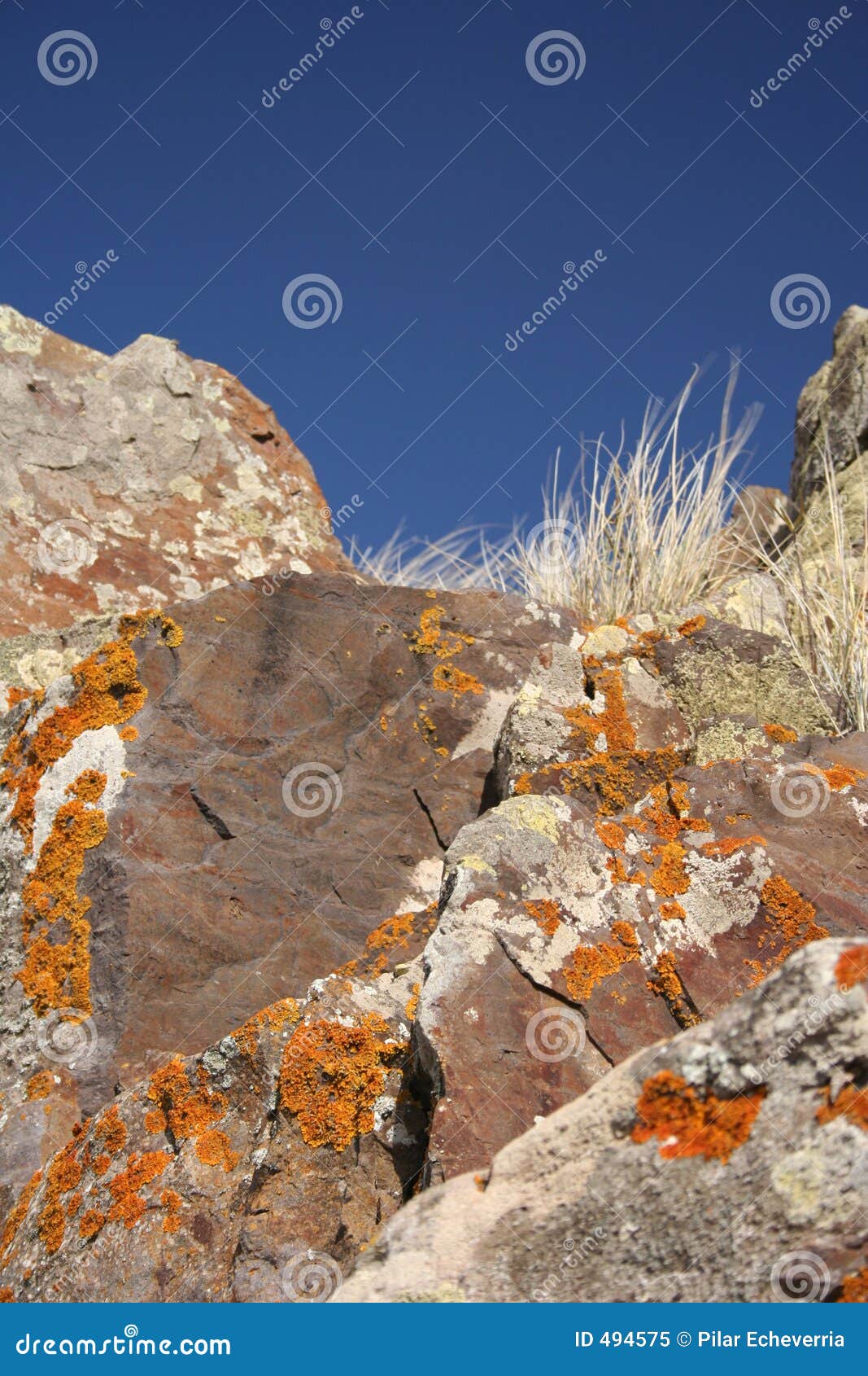 Lichen rocks stock image. Image of parasit, color, nature - 494575