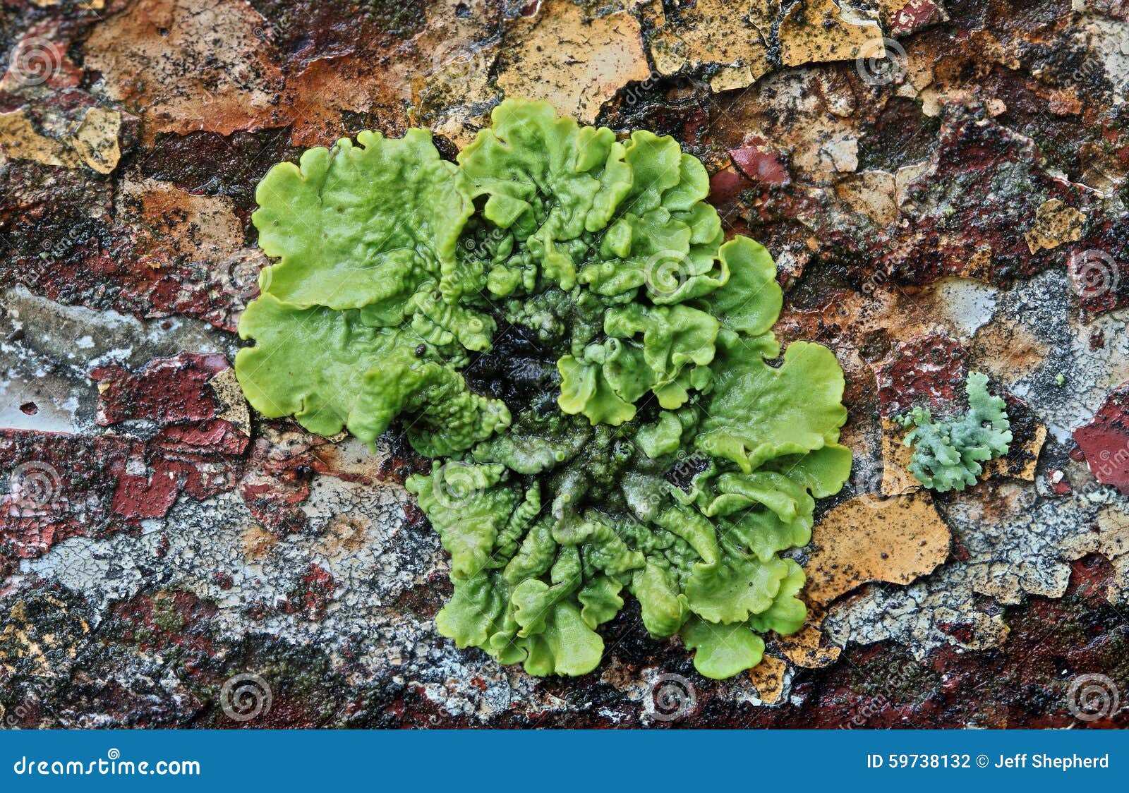 Lichen ,Rust and Flaky Paint Stock Photo - Image of lichen, rust: 59738132