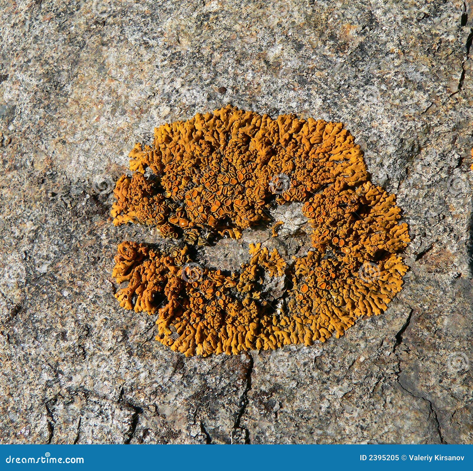 Lichen on Stone 1 stock image. Image of ring, form, flora - 2395205