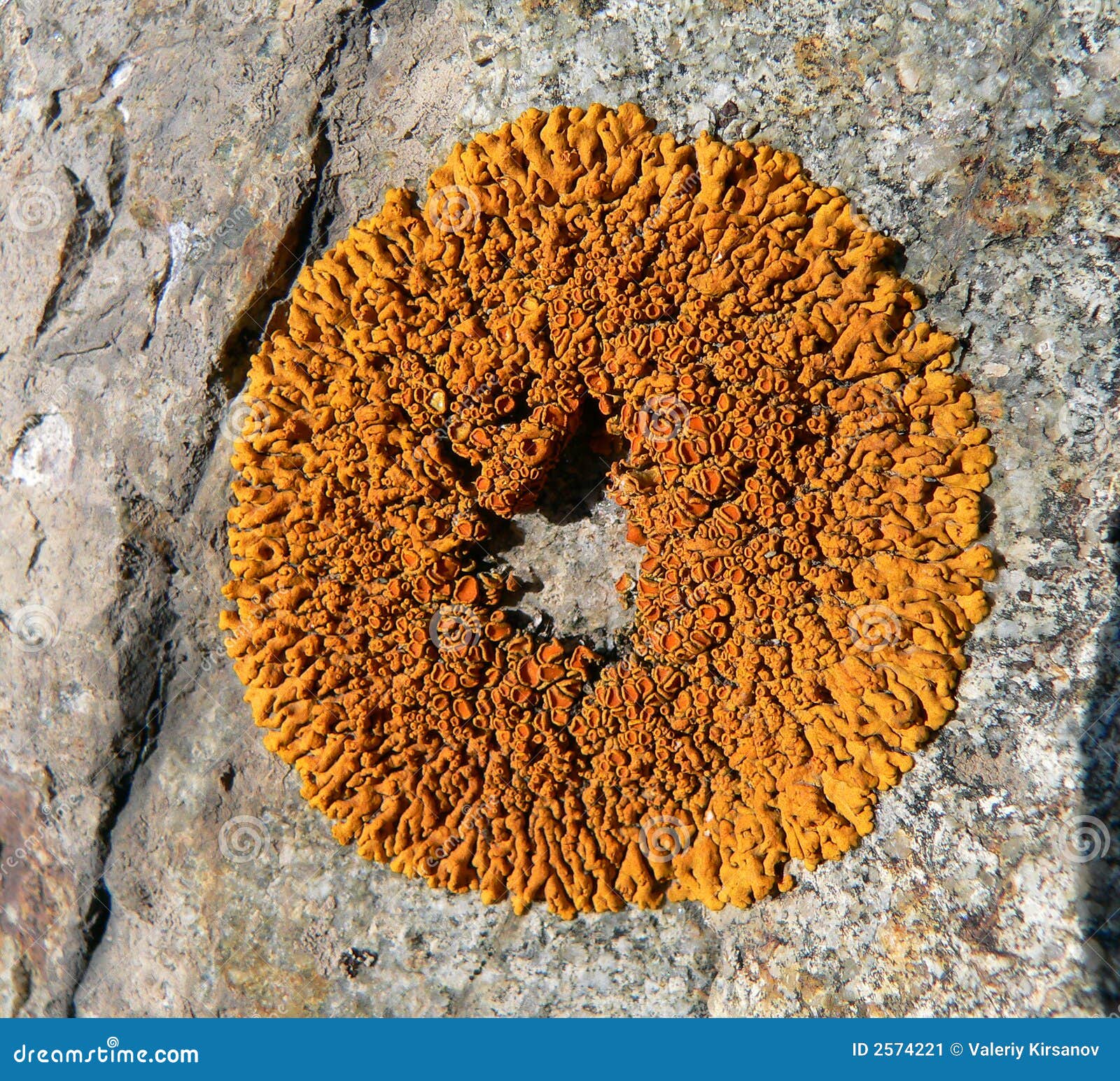 Lichen on Stone 2 stock image. Image of close, colors - 2574221