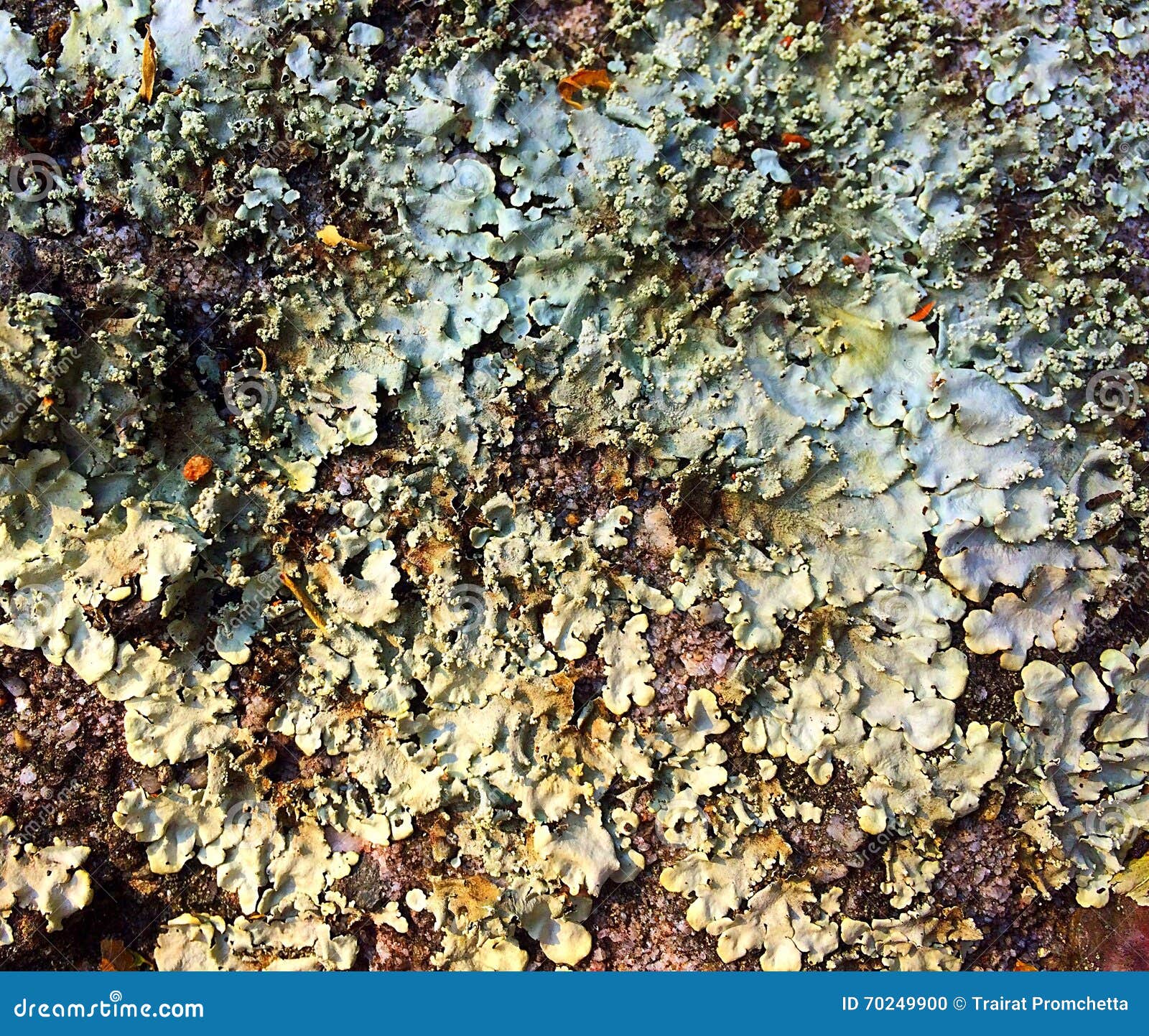 Lichen stock photo. Image of natural, background, lichen - 70249900