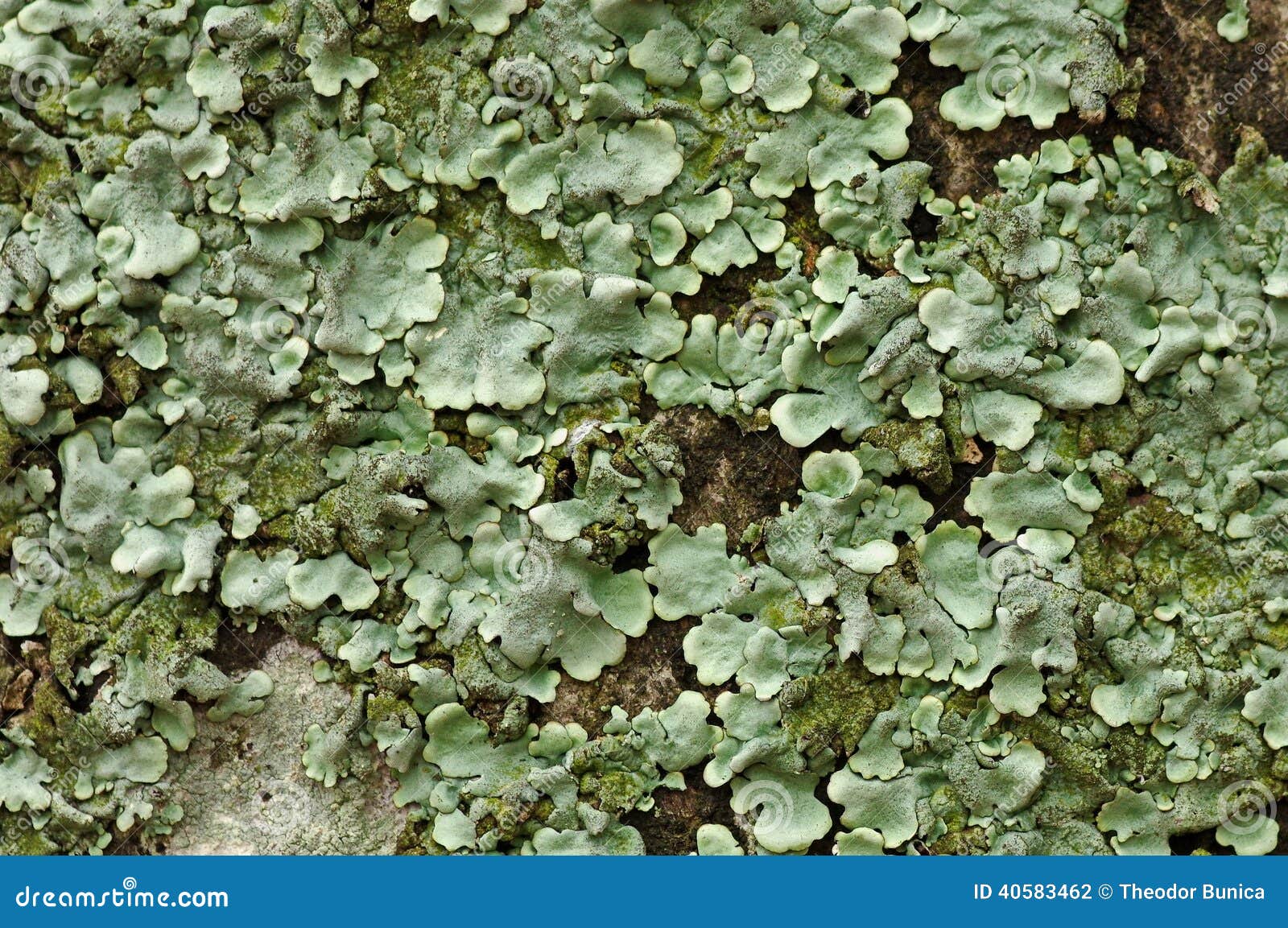 Lichen on a Stone. Natural Background Stock Photo - Image of close ...