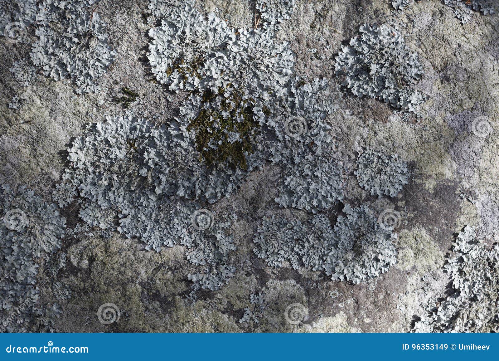 Lichen on stone stock image. Image of rock, ecology, abstract - 96353149
