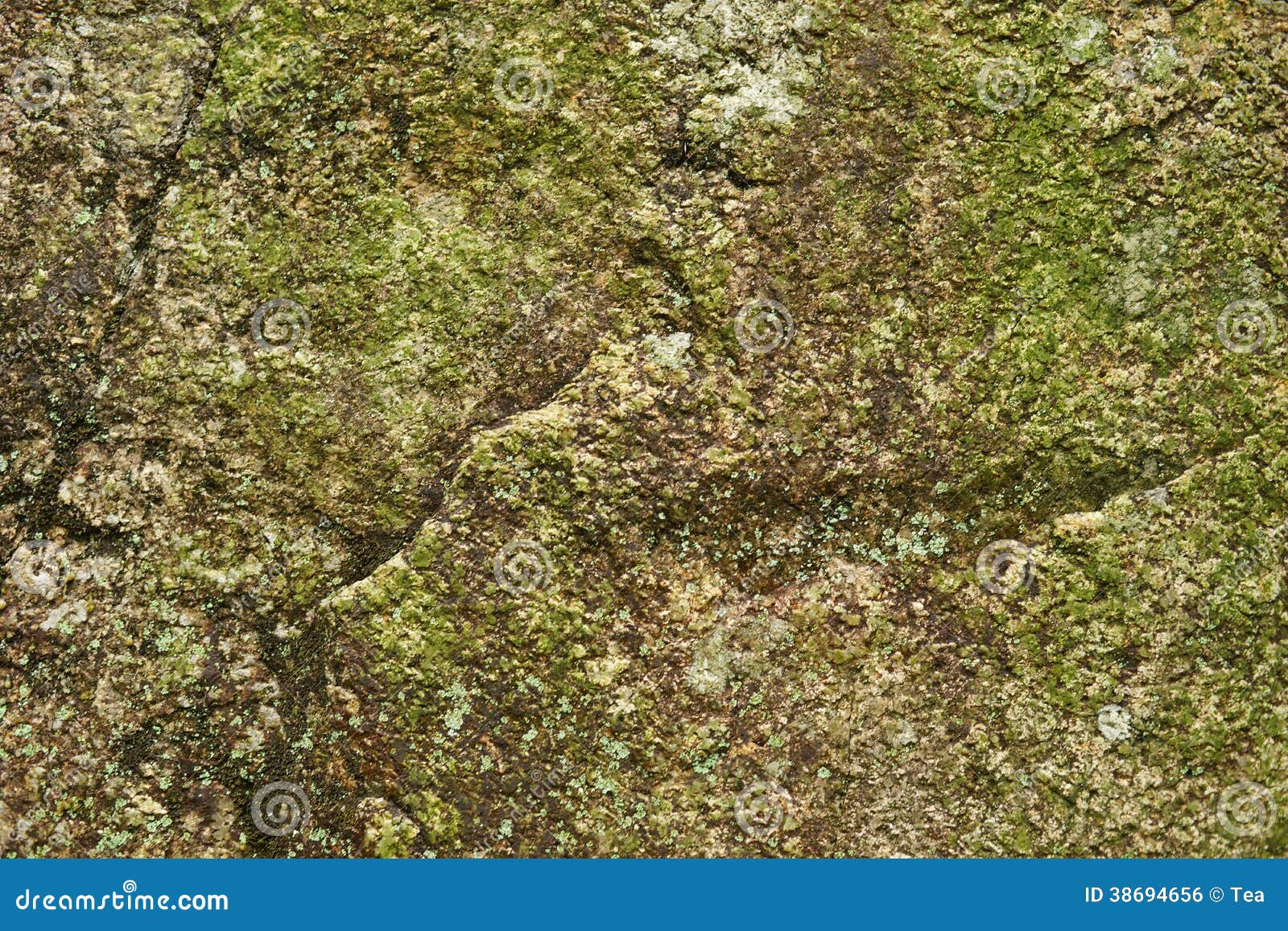 Lichen on the stone stock photo. Image of mossy, grey - 38694656