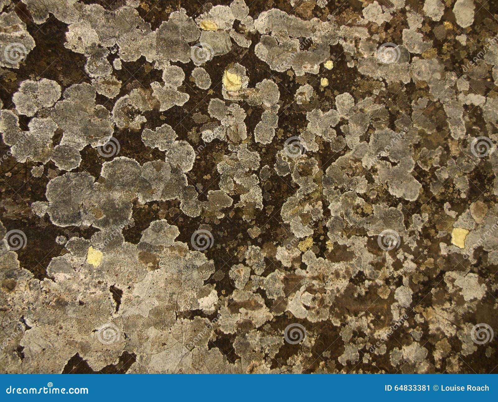 Lichen on Stone stock image. Image of macro, background - 64833381