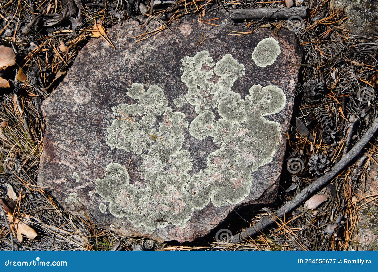 Lichen on a Stone in the Forest Floor. Stock Image - Image of stone ...