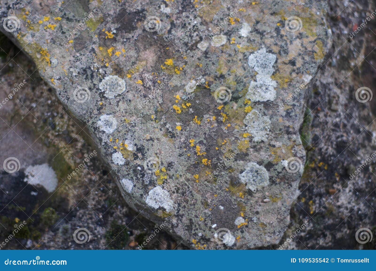Lichen on stone. stock photo. Image of lichen, species - 109535542