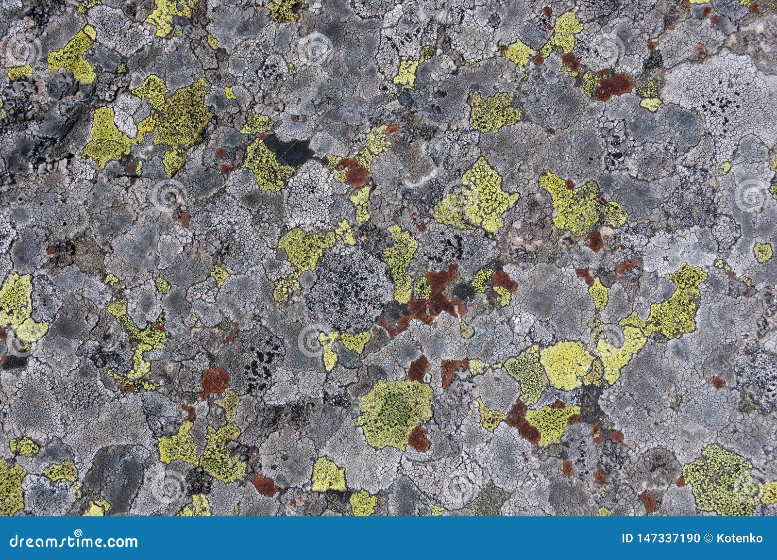 Lichen Spots On Stone. Seamless Pattern Of Realistic Background Royalty ...