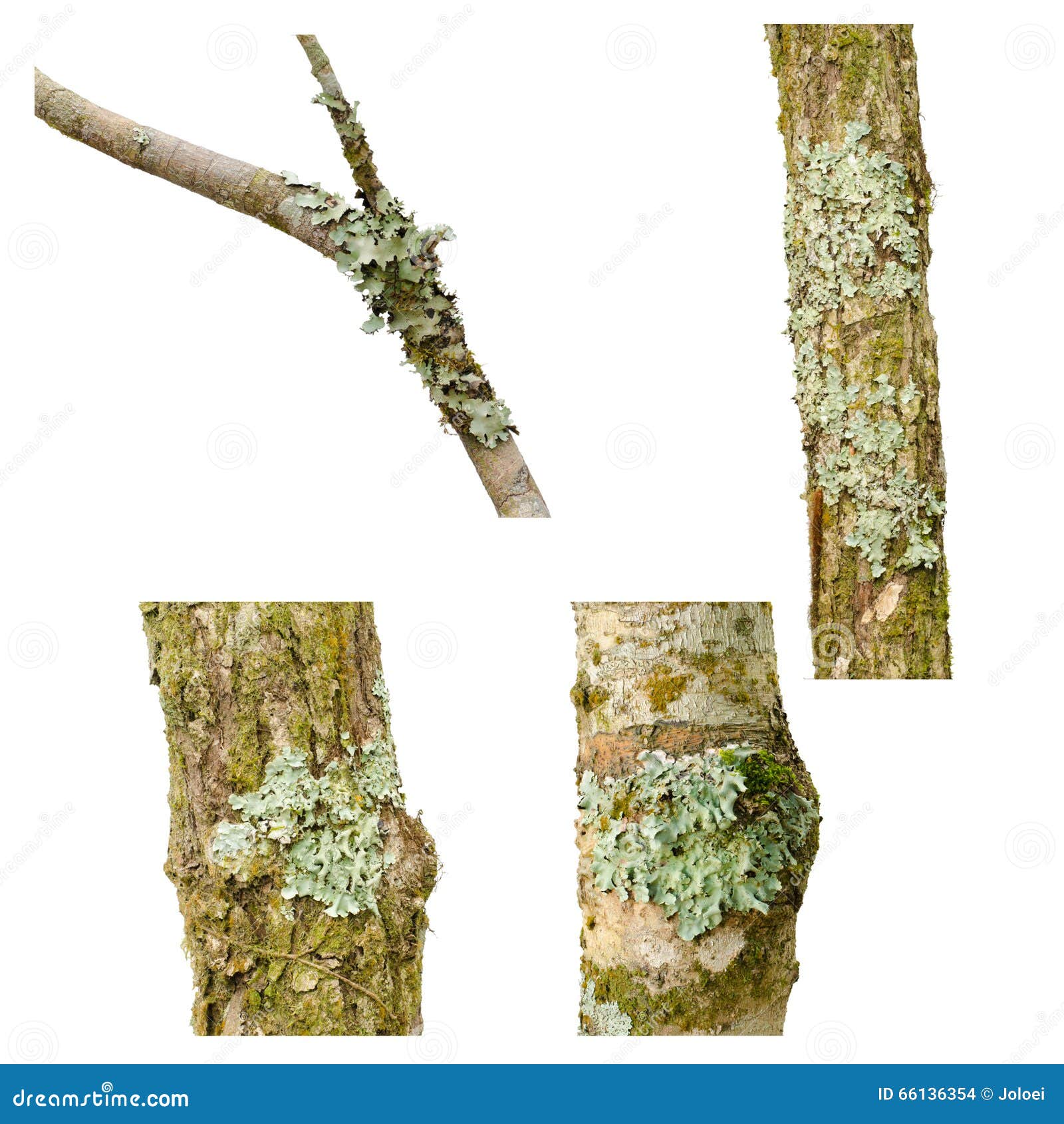 Lichen Sur Une Branche D'arbre Photo stock - Image du fond, bois: 66136354