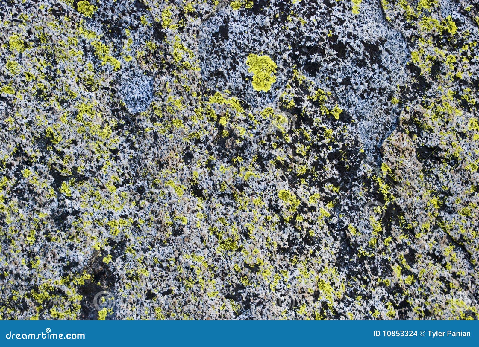 Lichen texture stock photo. Image of mold, rock, green - 10853324