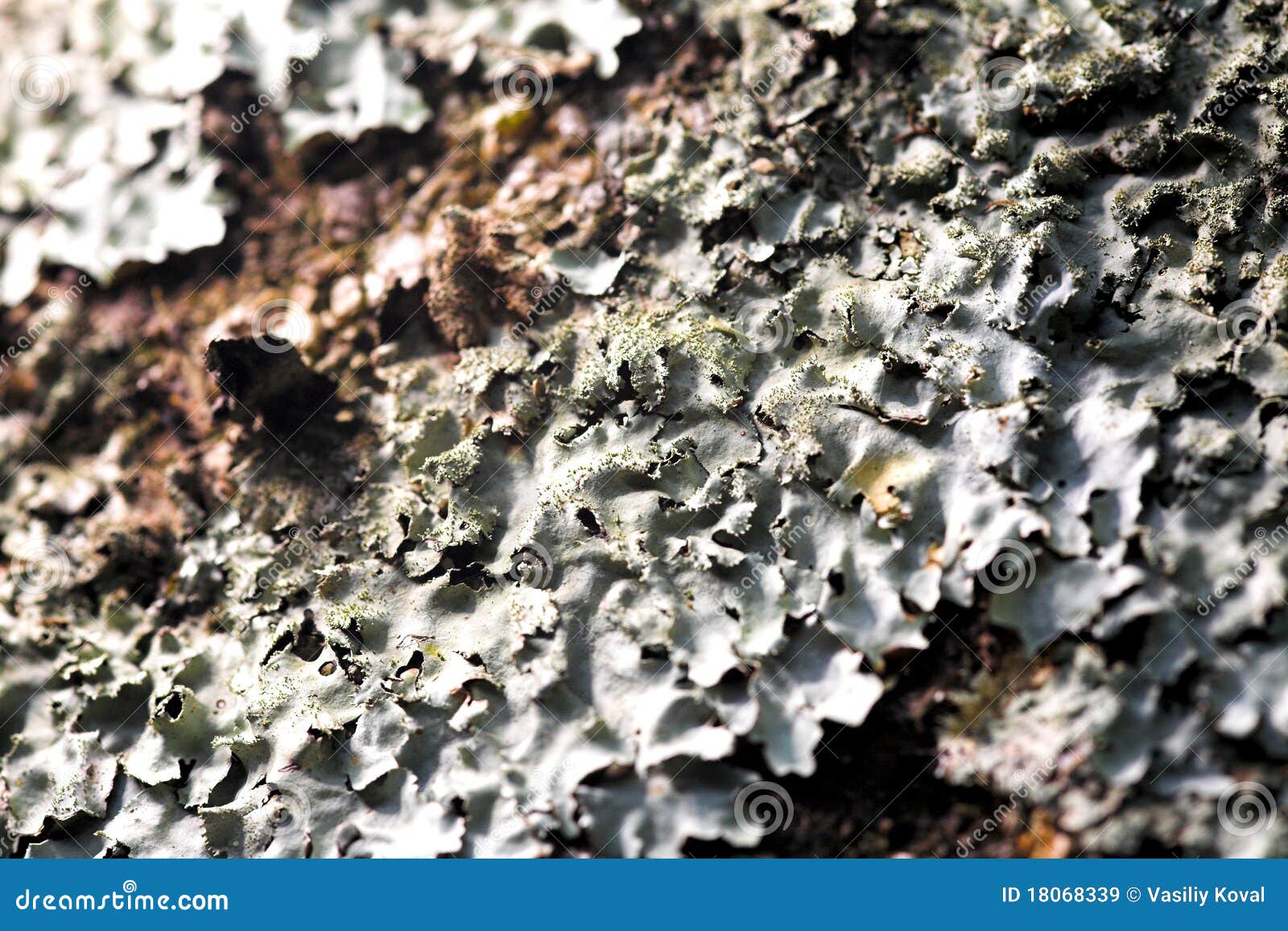 Lichen texture stock image. Image of stone, light, color - 18068339
