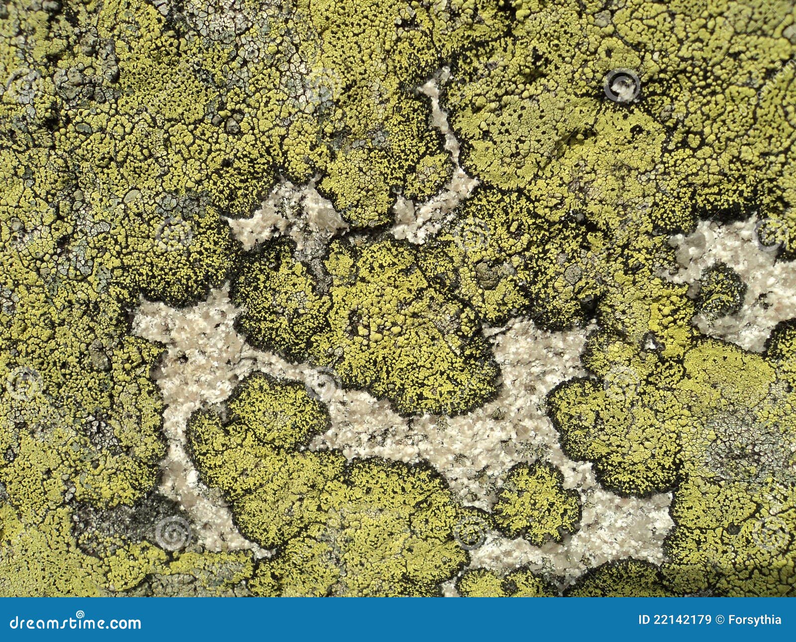 Lichen Texture Stock Image | CartoonDealer.com #22142179