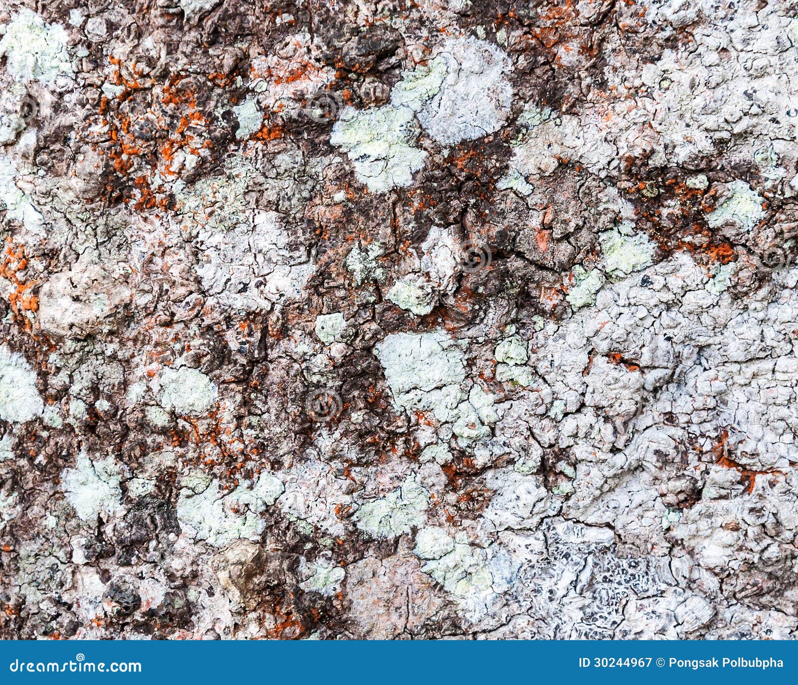 Lichen texture stock image. Image of decay, hardwood - 30244967