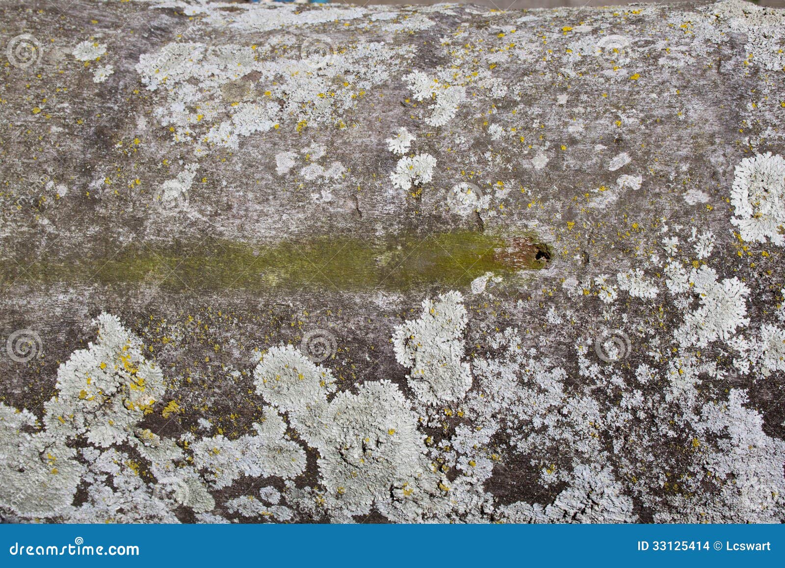 Lichen Texture Close stock photo. Image of yellow, leaflike - 33125414