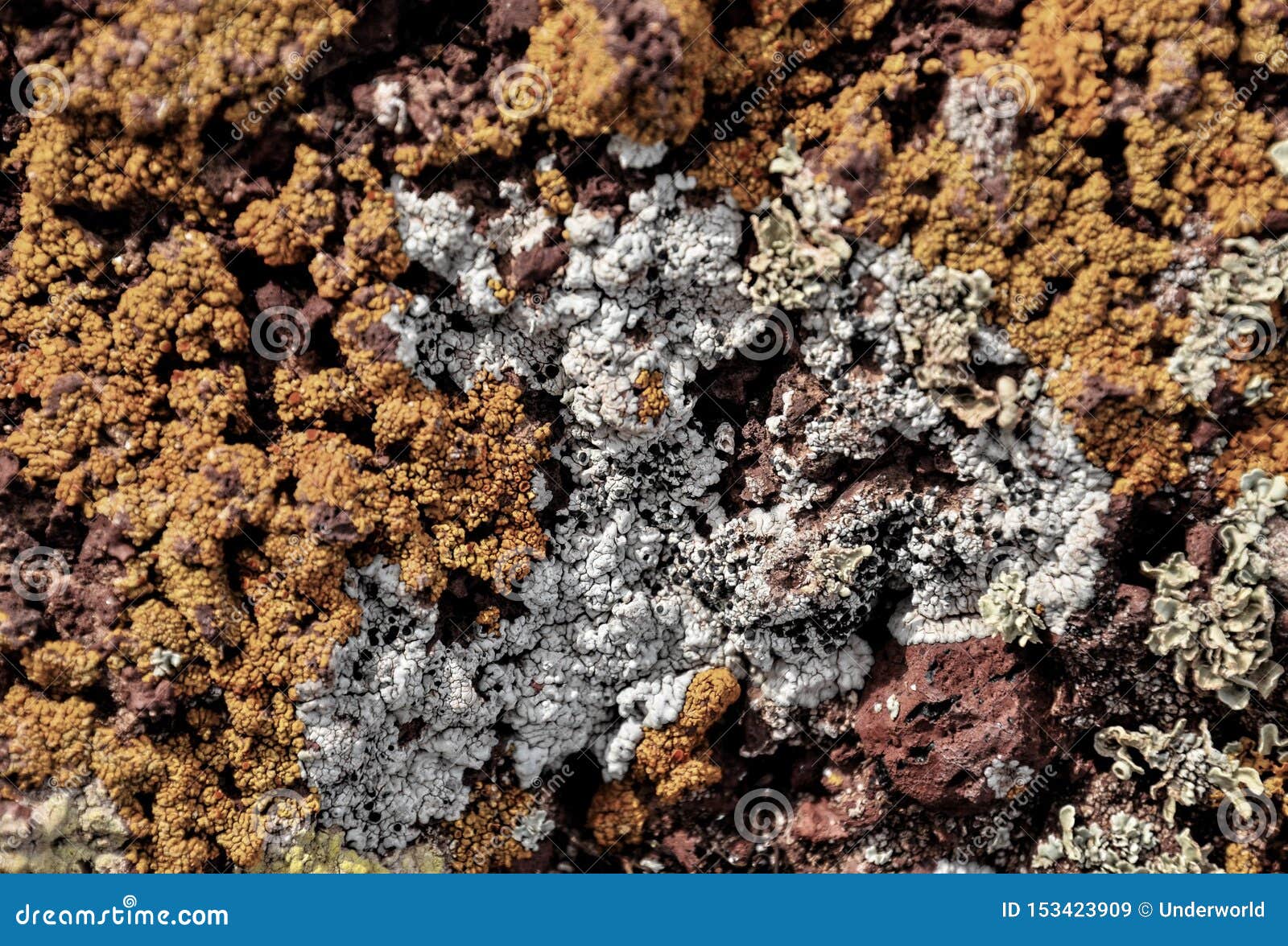Lichen Texture Pattern stock image. Image of texture - 153423909