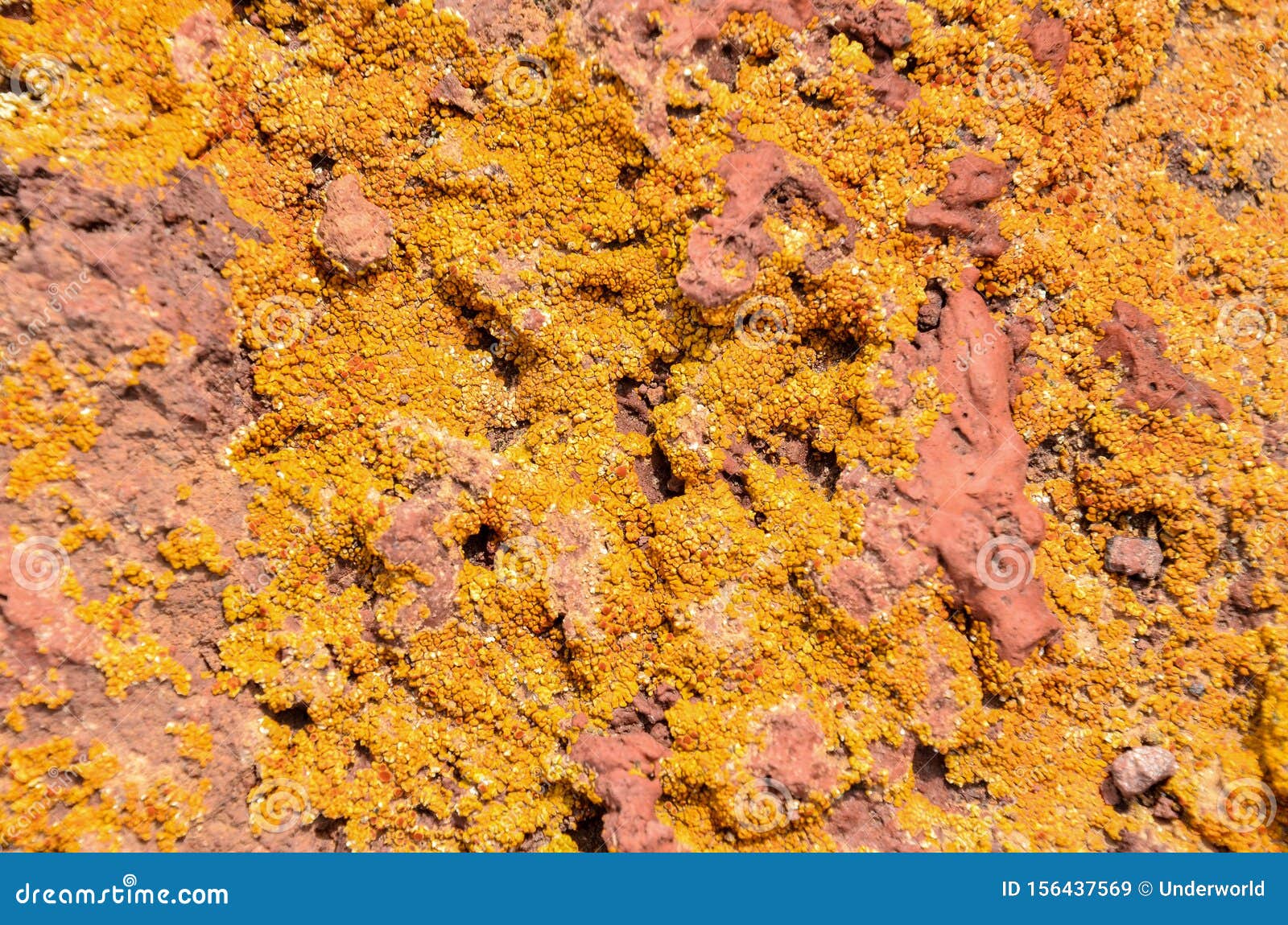 Lichen Texture Pattern stock image. Image of fungus - 156437569