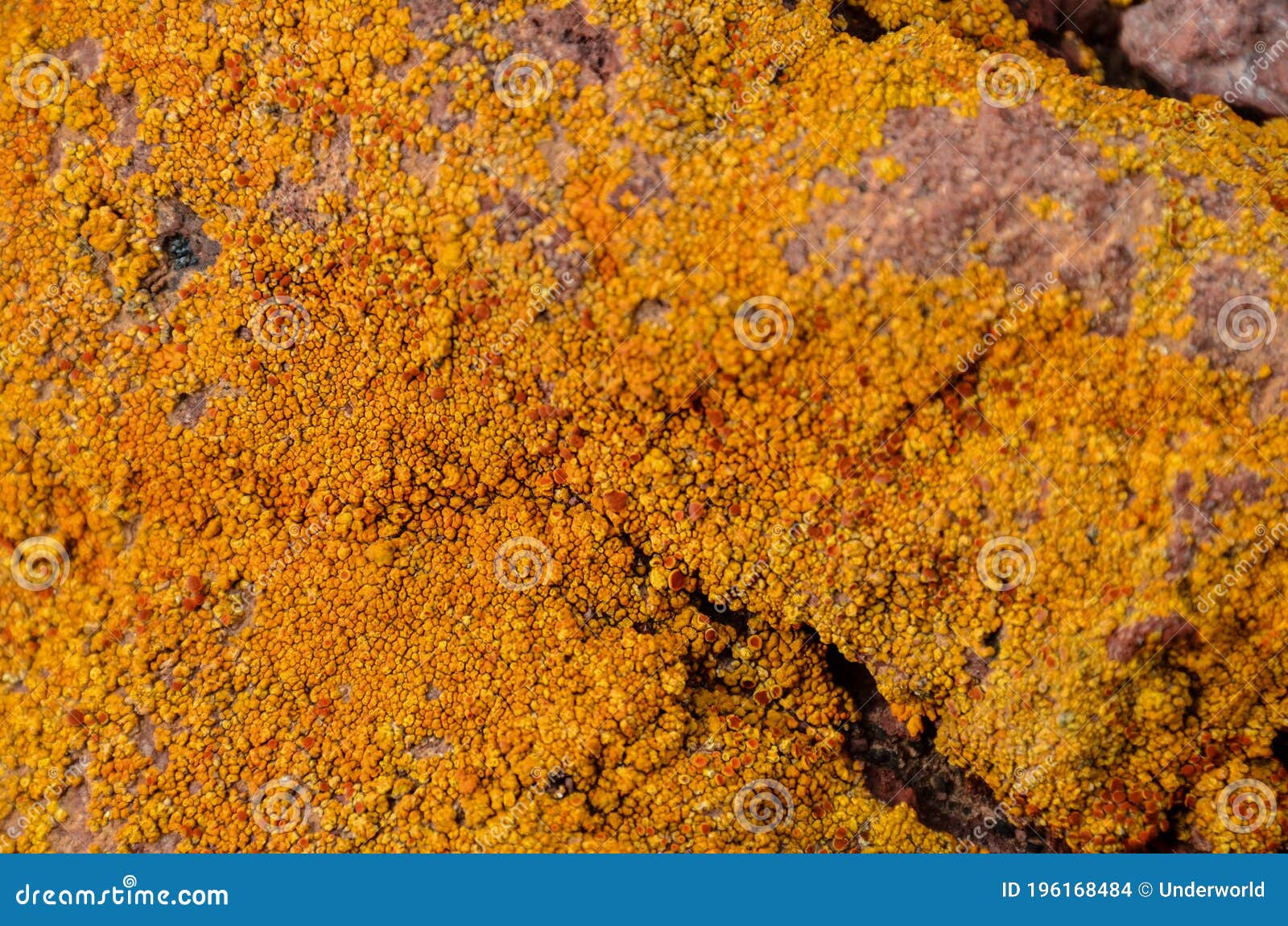 Lichen Texture Pattern stock photo. Image of lichen - 196168484
