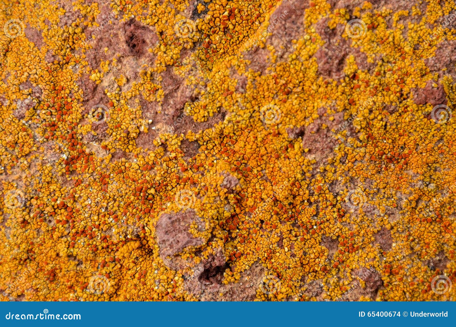 Lichen Texture Pattern stock photo. Image of material - 65400674