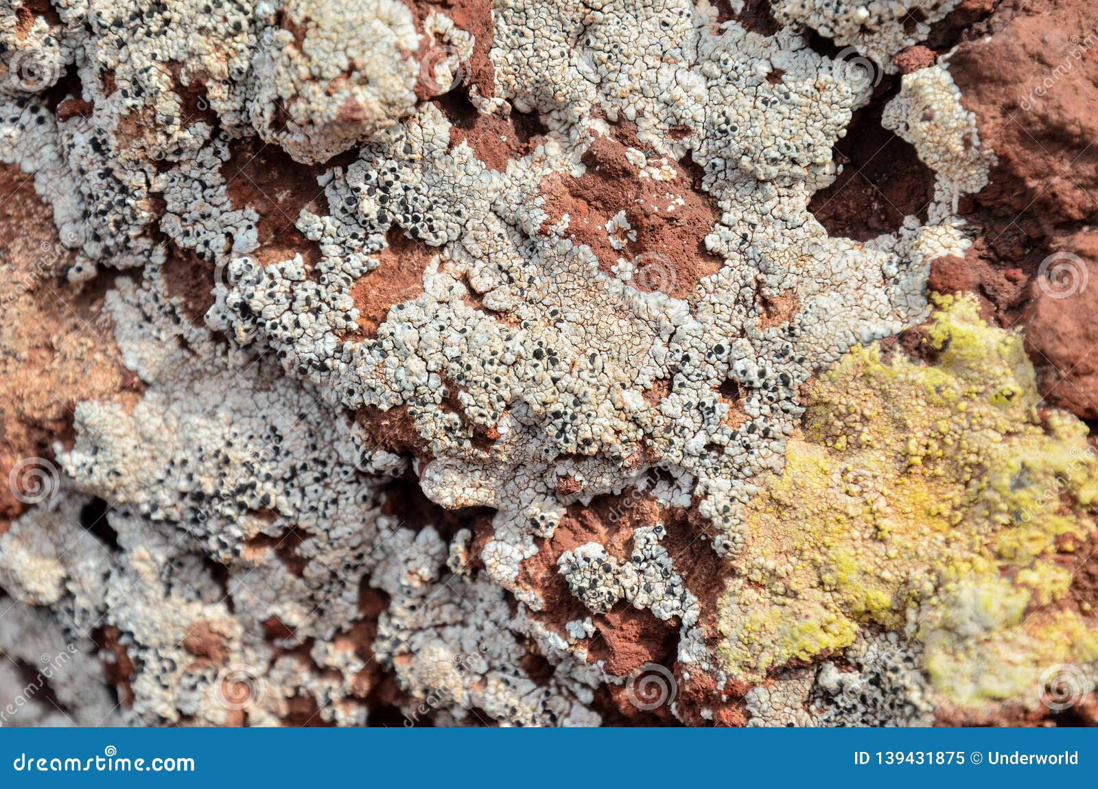 Lichen Texture Pattern stock image. Image of bark, biology - 139431875