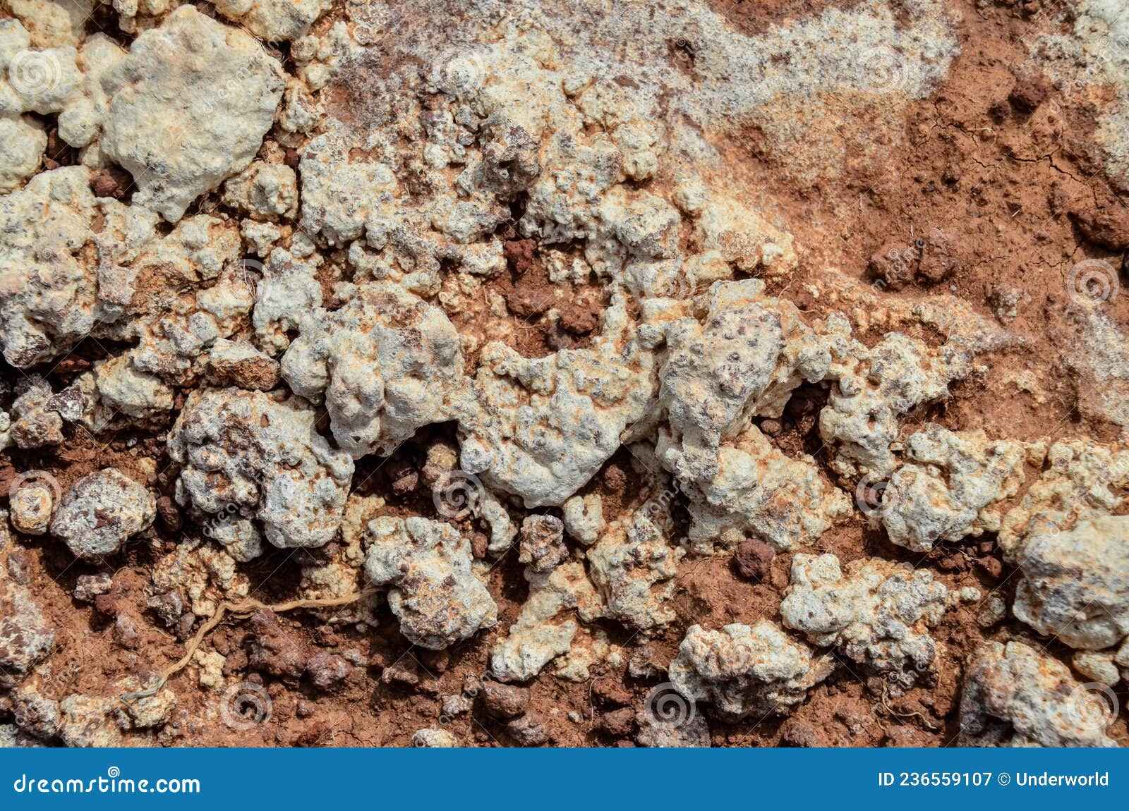 Lichen Texture Pattern stock image. Image of rock, lichen - 236559107