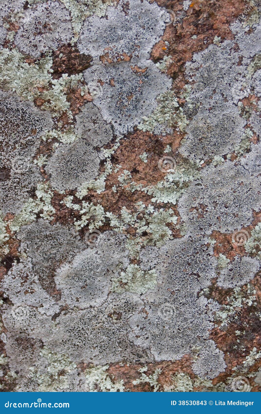 Lichen Texture on Rock stock image. Image of gray, texture - 38530843