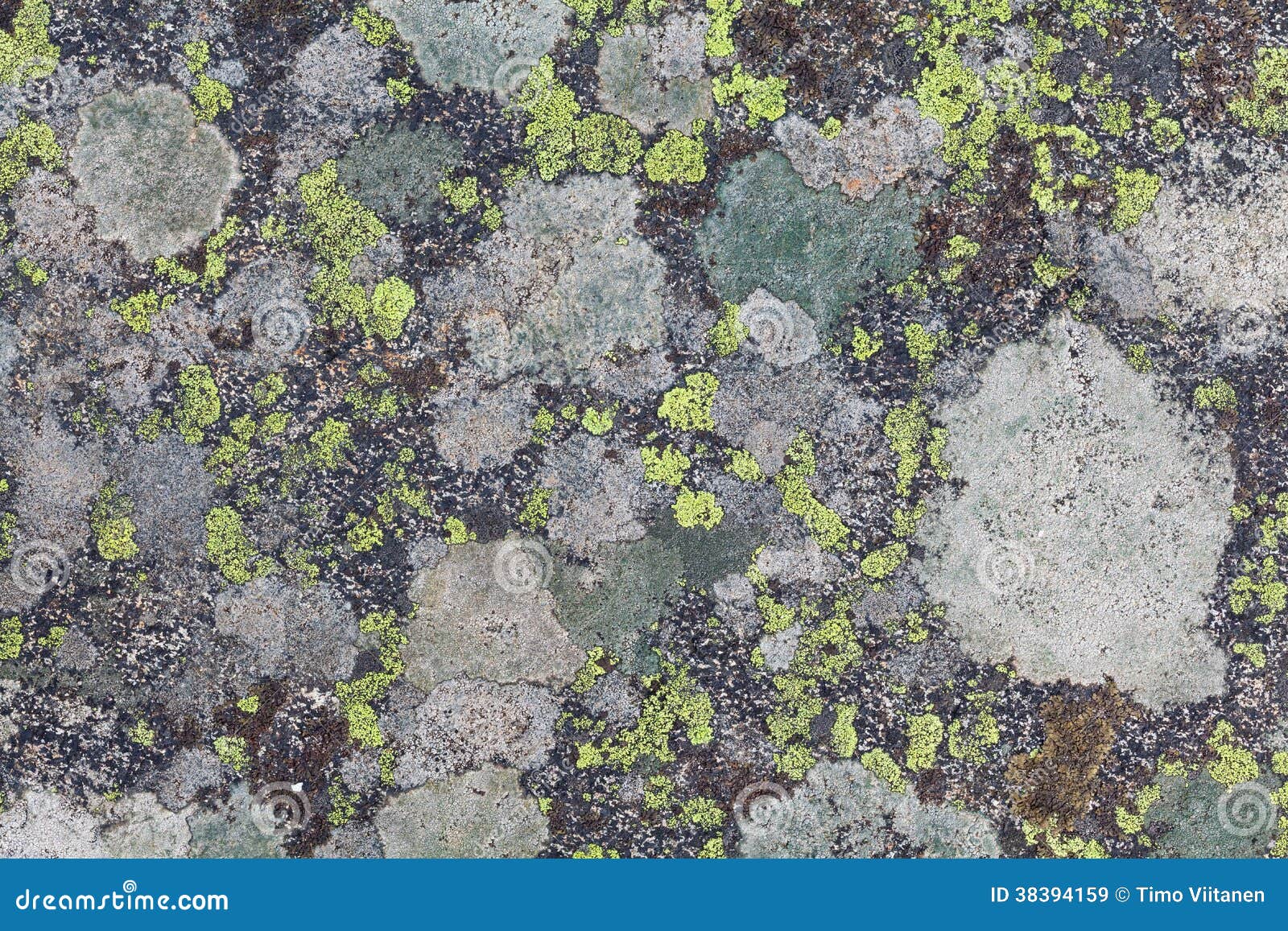 Lichen textures stock image. Image of lichen, shapes - 38394159