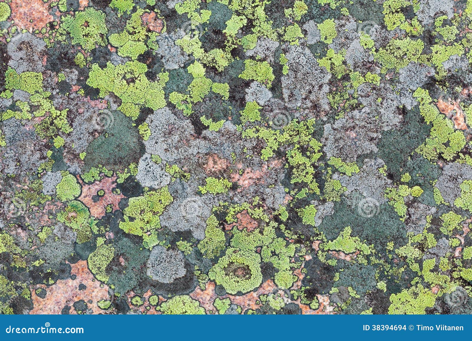 Lichen textures stock photo. Image of shapes, surface - 38394694
