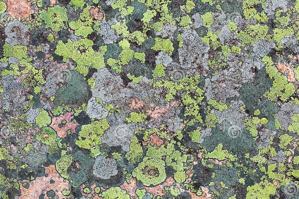 Lichen textures stock photo. Image of shapes, surface - 38394694