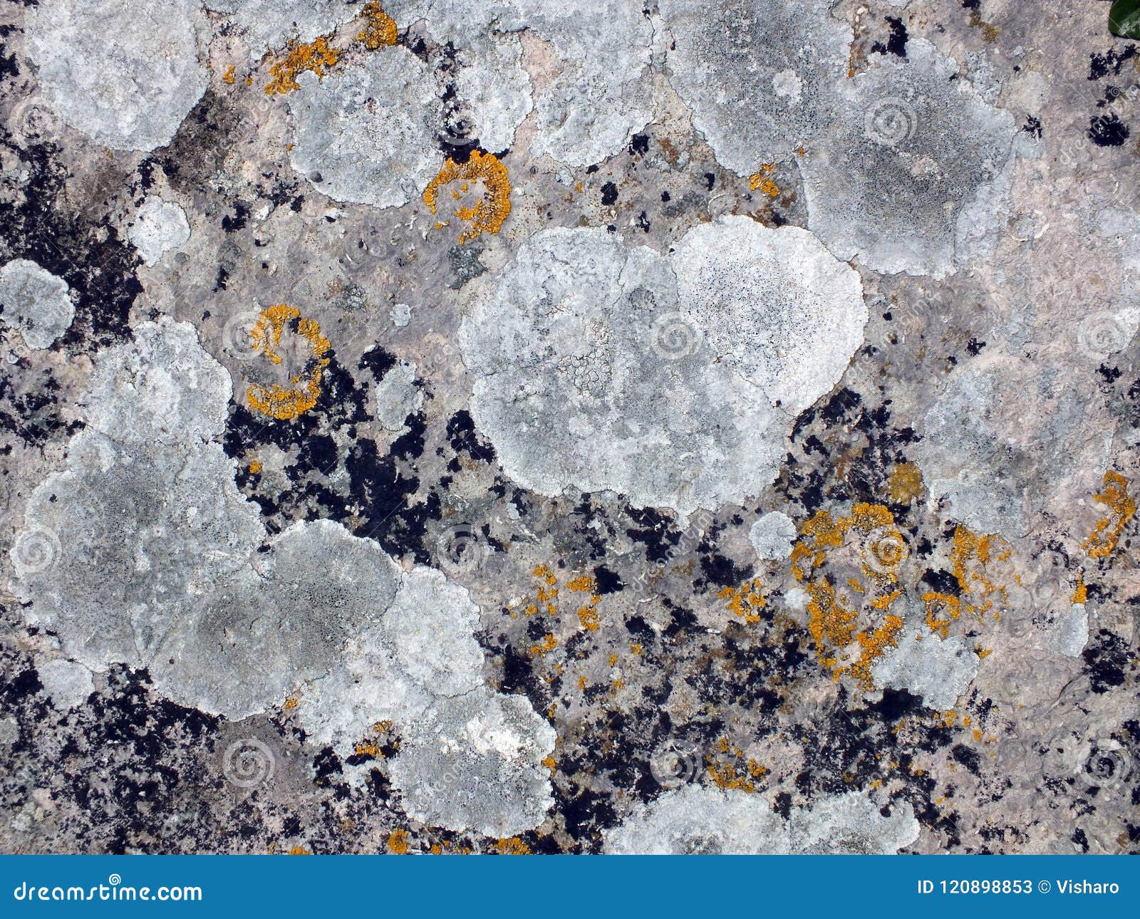Lichen textures stock image. Image of cement, patterns - 120898853