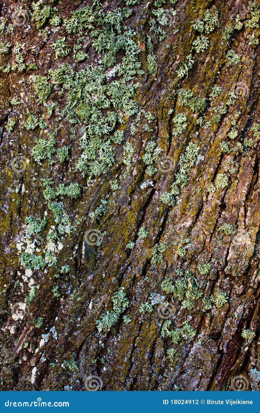 Lichen on the tree bark stock photo. Image of woodland - 18024912